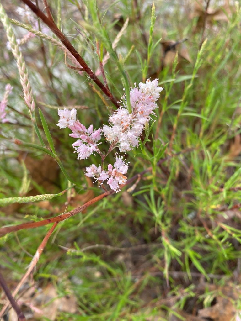 Sandhill wireweed from Babson Park, FL, US on January 23, 2024 at 11:46 ...