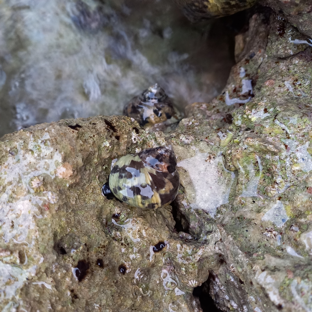 West Indian Top Shell from Spanish Point, Bermudas on January 7, 2024 ...
