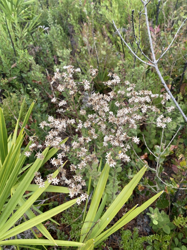 Dixie aster from Babson Park, FL, US on January 23, 2024 at 11:58 AM by ...