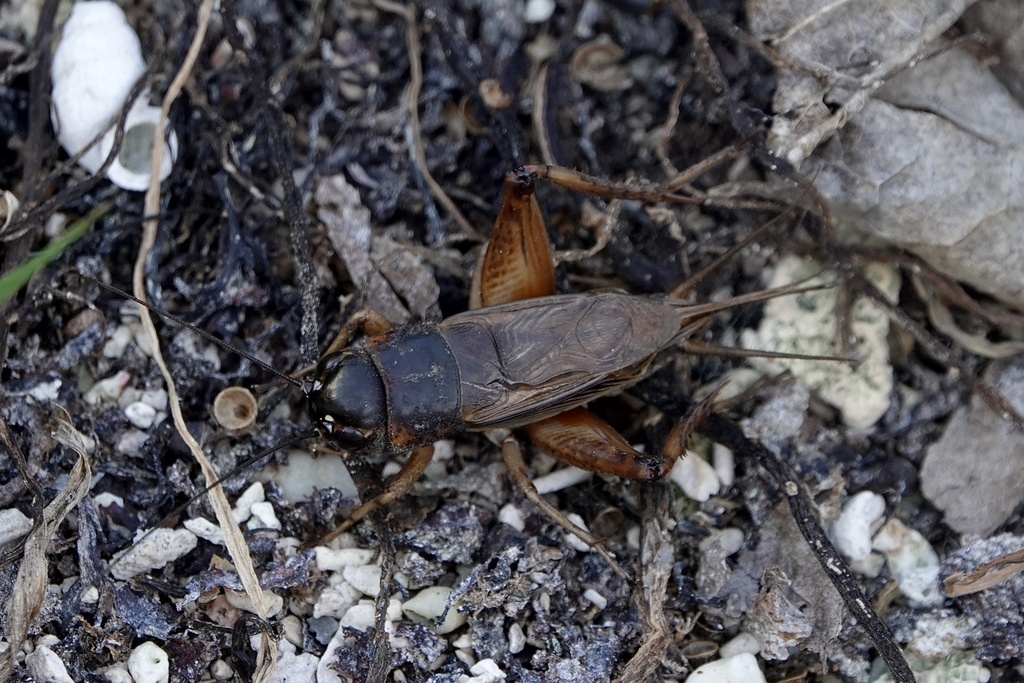 Field Crickets from MX on January 19, 2024 at 03:19 PM by Russ Jones ...