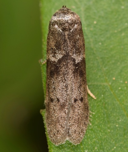 Acorn Moth (Moths of Georgia) · iNaturalist