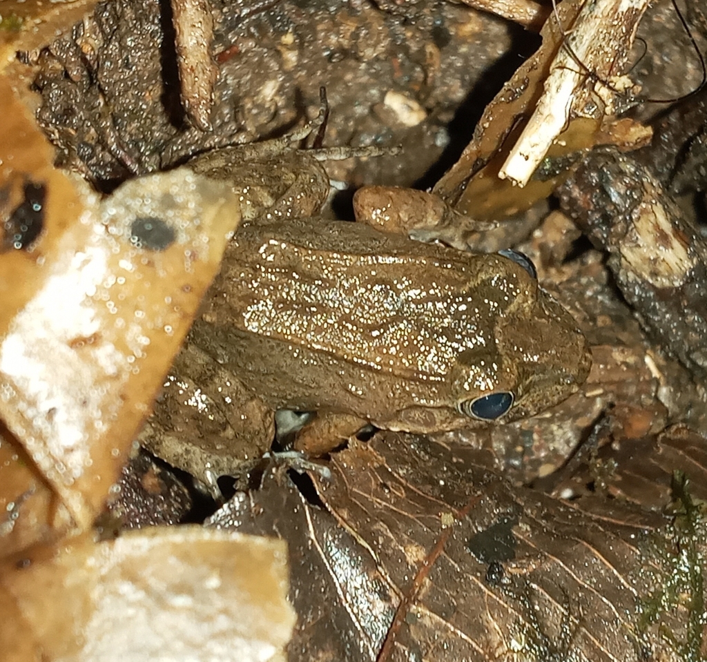 Neotropical Grass Frogs from GQGP+CRQ, Hacienda San Miguel, Ecuador on ...