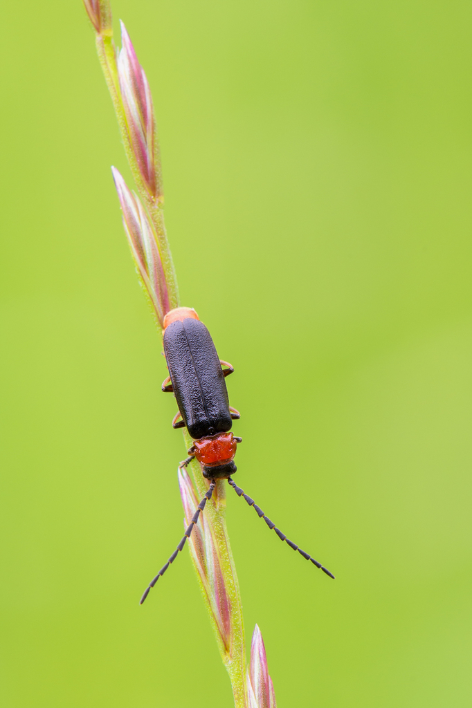 Silis ruficollis from Wyry, Polen on June 2, 2014 at 08:28 AM by Marek ...