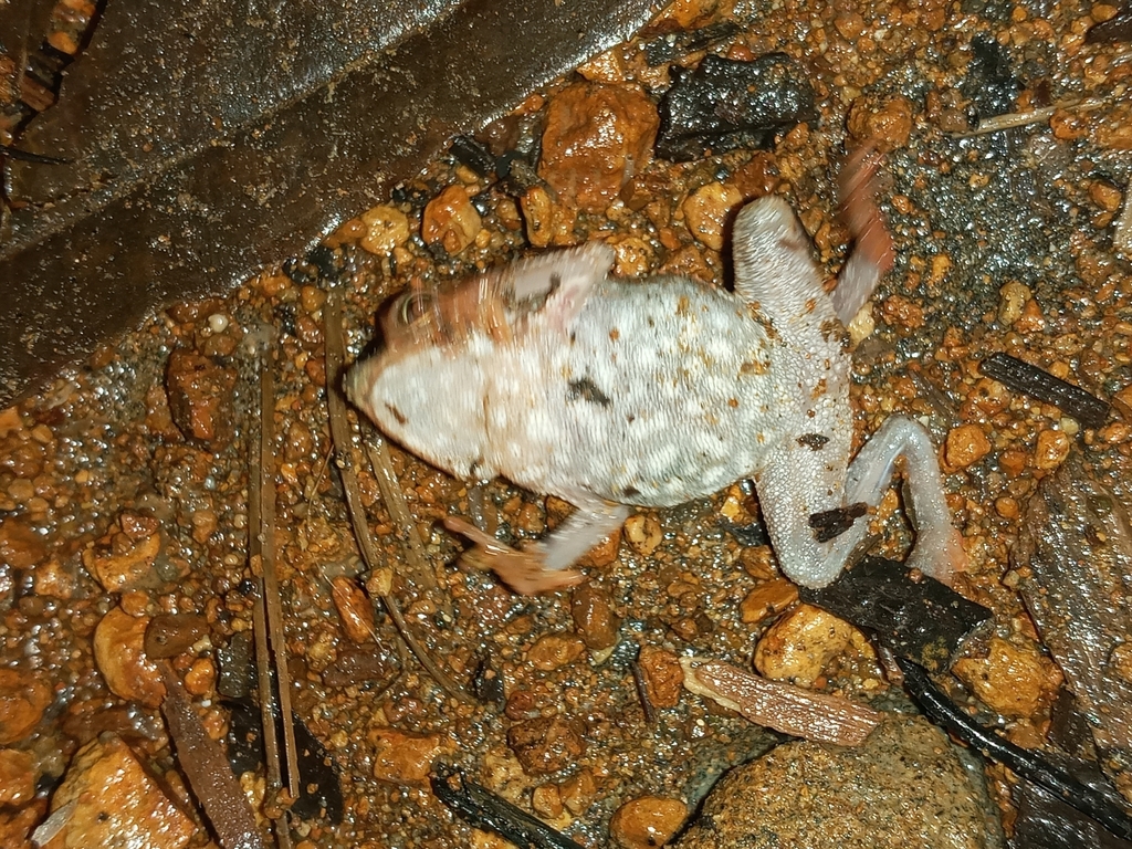 Beaked Toads from GQGP+CRQ, Hacienda San Miguel, Ecuador on January 23 ...