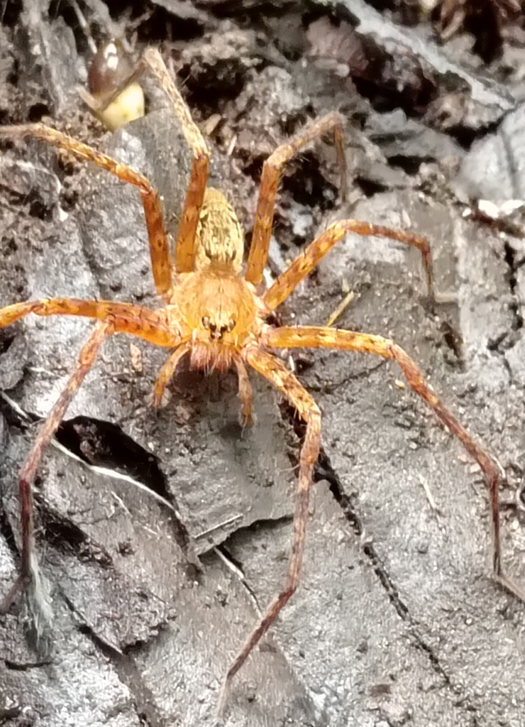 Bromeliad Spiders from GQGP+CRQ, Hacienda San Miguel, Ecuador on 23 ...