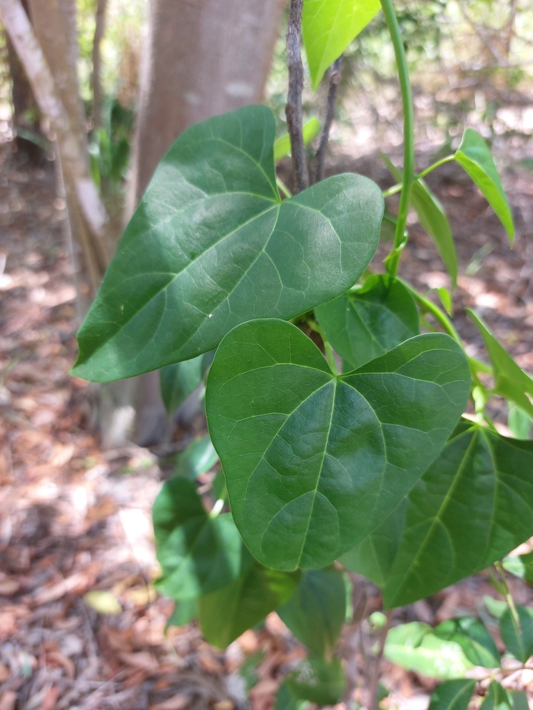 Snake Vine from Boyne Island QLD 4680, Australia on January 23, 2024 at ...