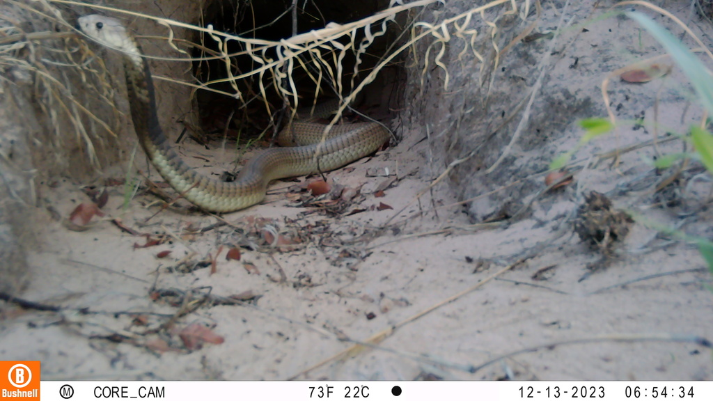 Cobras from Otjozondjupa, NA on December 13, 2023 at 06:54 AM by Kelsey ...