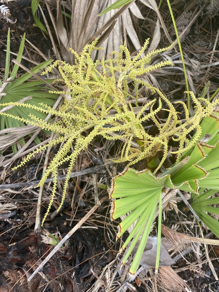 Scrub Palmetto from Lake Wales, FL, US on January 23, 2024 at 02:54 PM ...