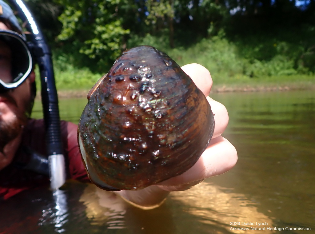 Pimpleback from South Fork Fourche La Fave River downstream of Deberrie ...
