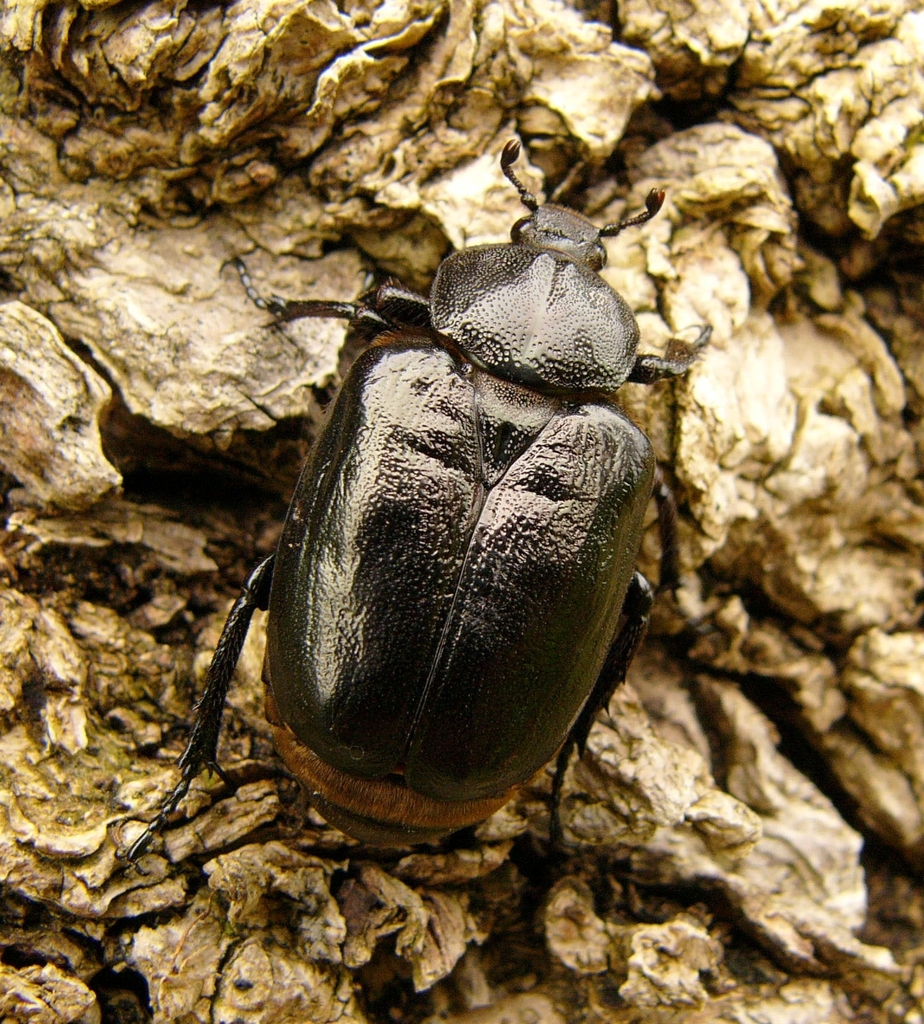 Hermit beetle from 61500 Sées, France on July 15, 2004 at 12:35 PM by ...
