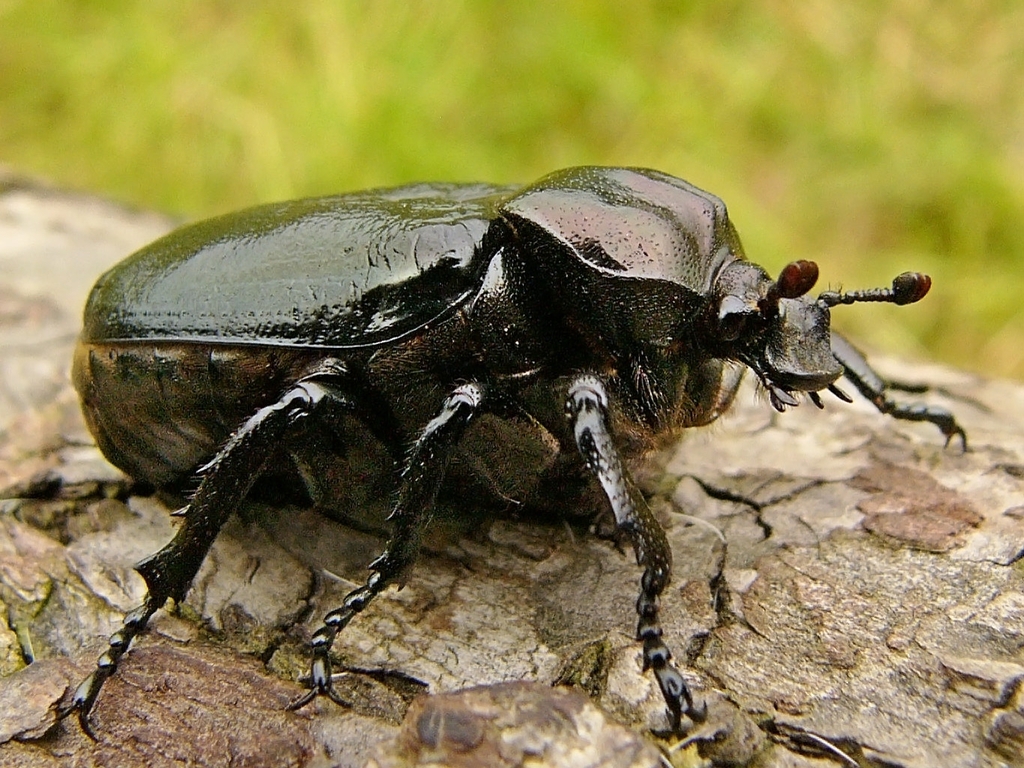 Hermit beetle from 61230 Coulmer, France on July 15, 2004 at 01:52 PM ...