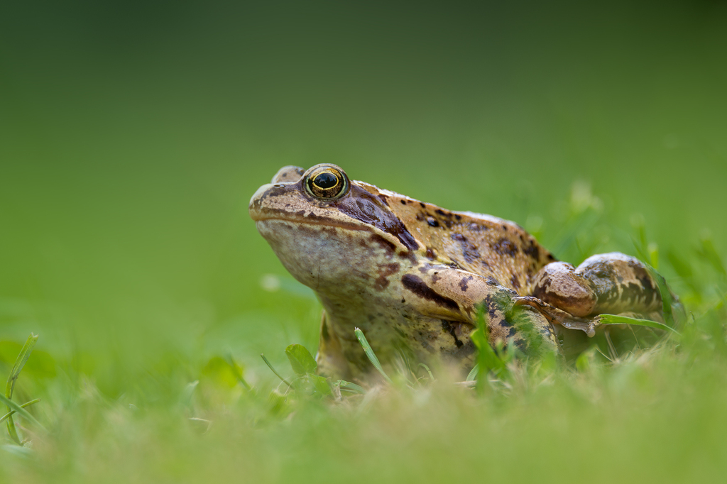 European Common Frog from Wyry, Polen on July 26, 2016 at 03:54 PM by ...