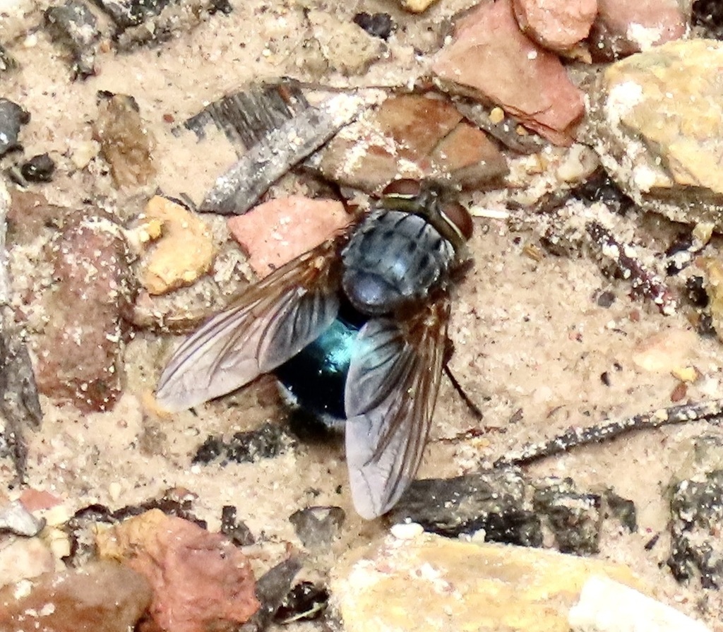 Bot Flies, Blow Flies, and Allies from Mogo NSW 2536, Australia on ...