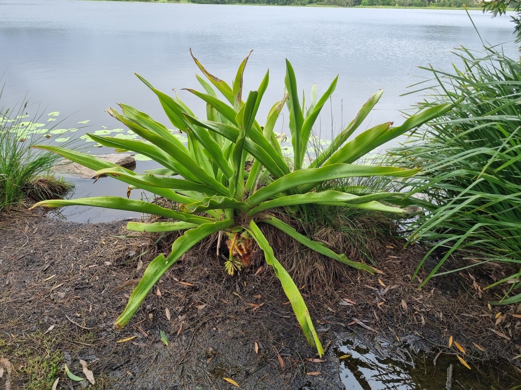 mangrove lily from Waterford West QLD 4133, Australia on January 16 ...