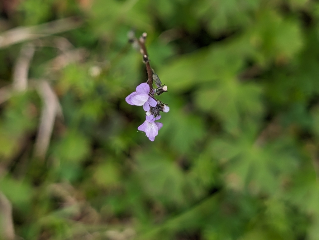 blue toadflax from Middleburg, FL 32068, USA on January 23, 2024 at 02: ...