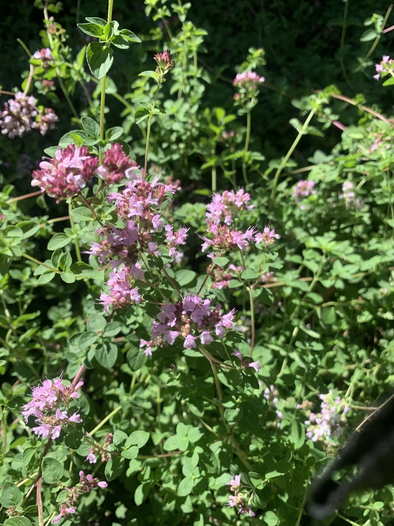 mint family from Sunny Corner State Forest, Yetholme, NSW, AU on ...