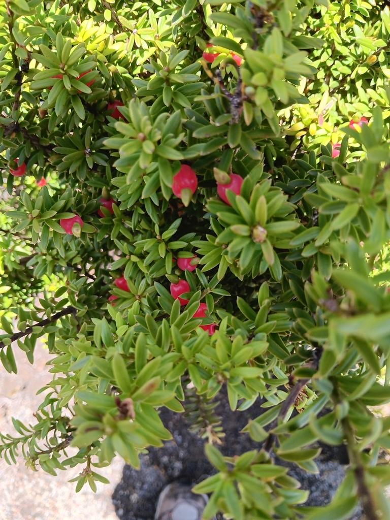 snow totara from 3382, New Zealand on January 24, 2024 at 01:34 PM by ...