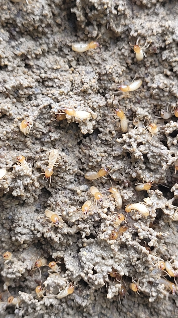 Milk Termite from 8PH8+5G, Barren Grounds NSW 2577, Australia on ...