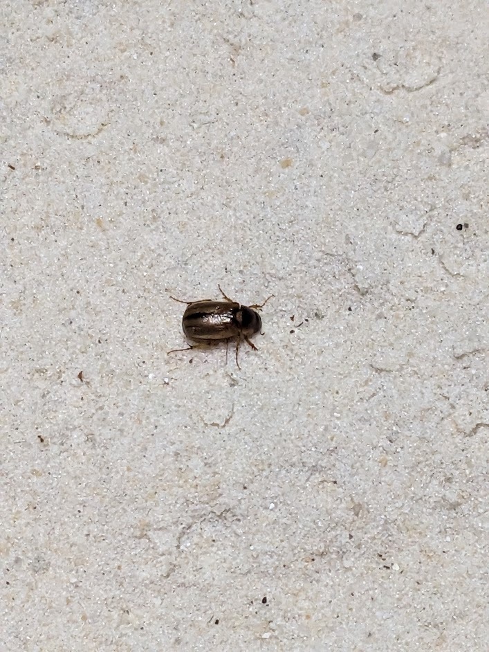 Cuban May Beetle from Deerfield Beach, FL, USA on May 26, 2023 at 08:45 ...