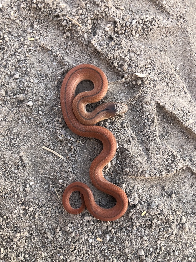Blood Snake from San Bartolo Coyotepec, Oax., MX on January 23, 2024 at ...