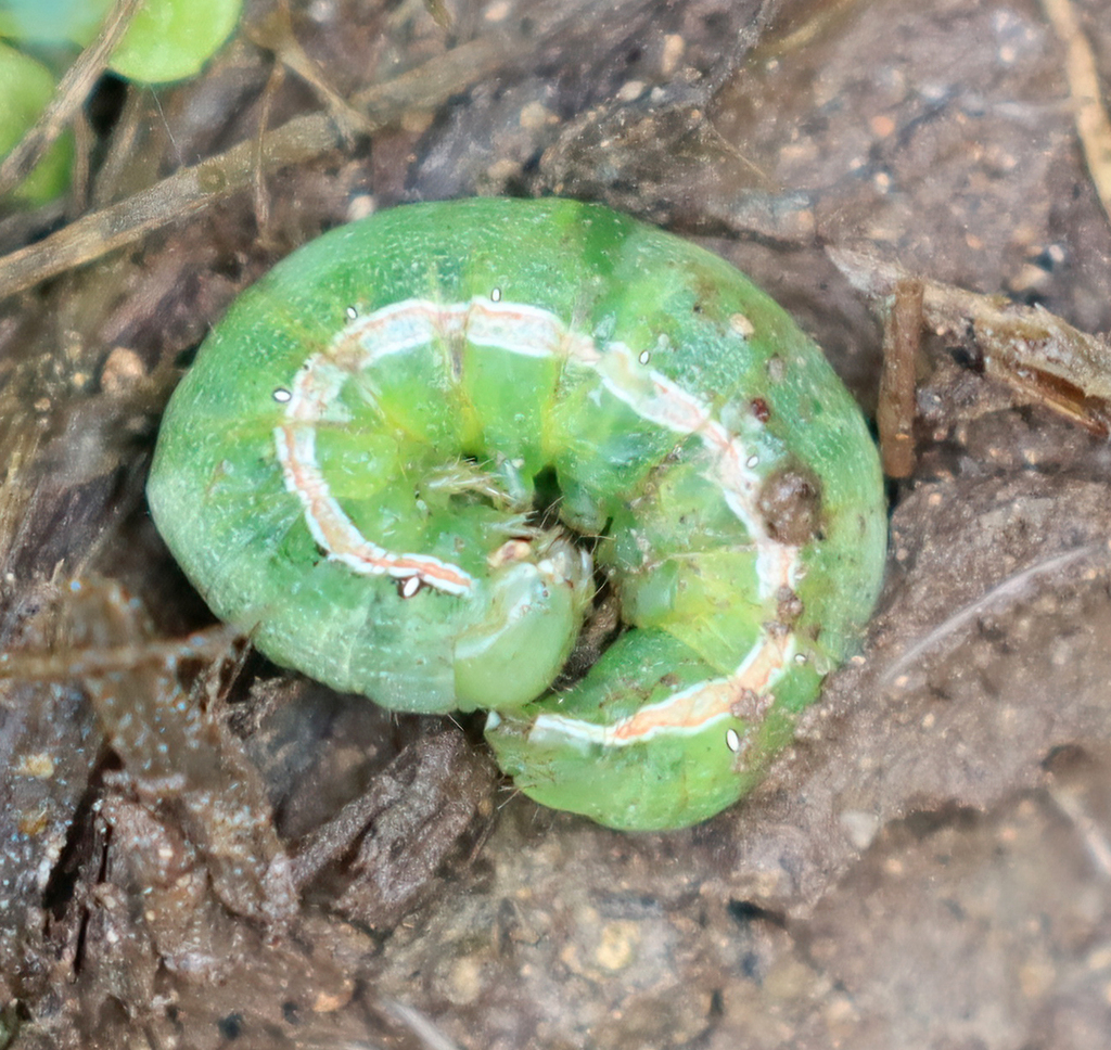 Green Cutworm Moth from Miami-Dade County, FL, USA on January 20, 2024 ...