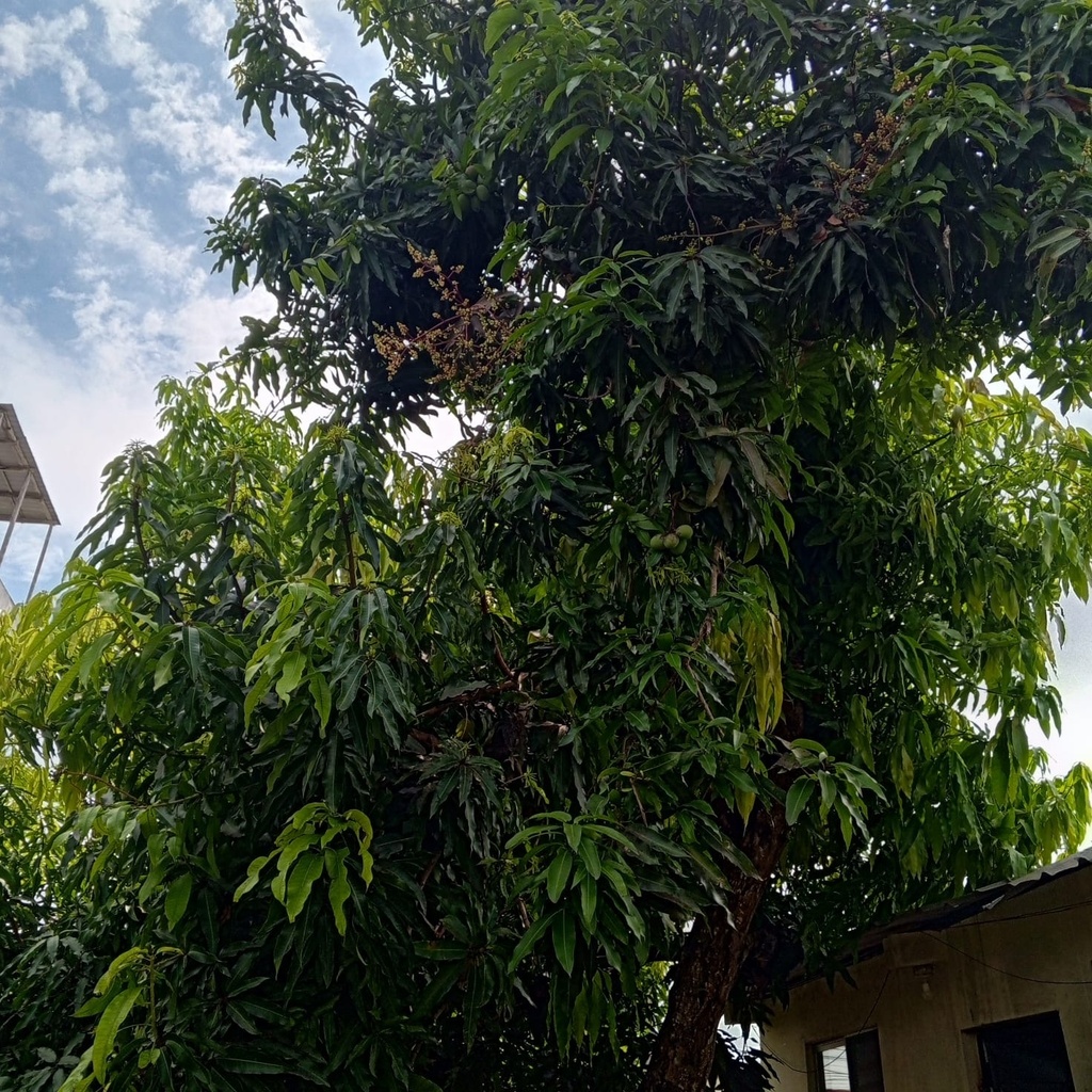 Indian Mango From Esmeraldas Esmeraldas Ec On January 22 2024 At 01