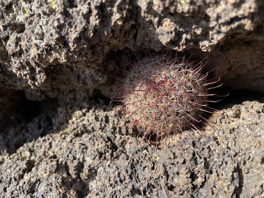Peninsular fishhook cactus from Ensenada, B.C., MX on December 30, 2023 ...