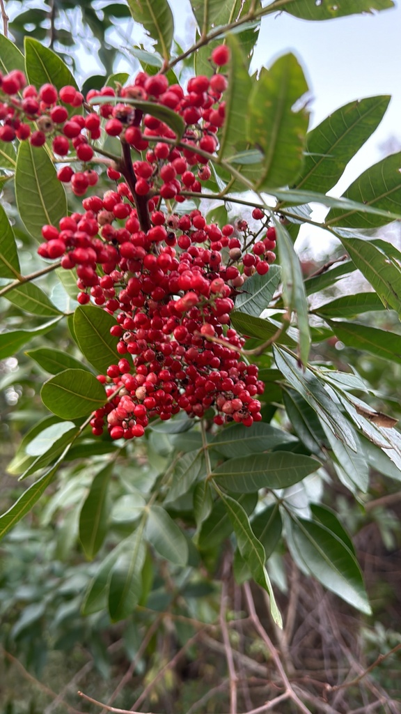 Brazilian pepper from Duck Slough Blvd, New Port Richey, FL, US on ...