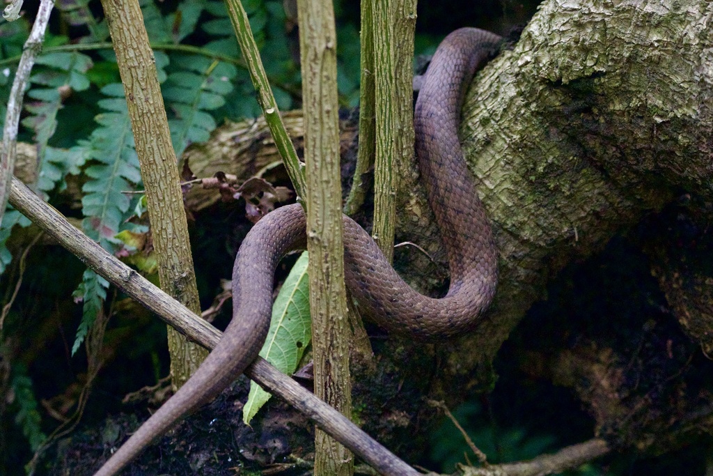Peru Slender Snake from Palma Sola, Jujuy, AR on December 30, 2023 at ...