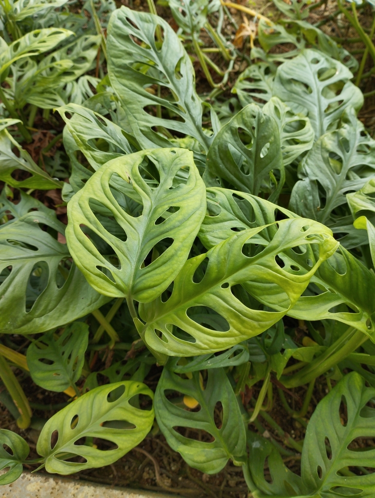 Monstera from Perak Tengah, MY-PK, MY on January 24, 2024 at 11:23 AM ...