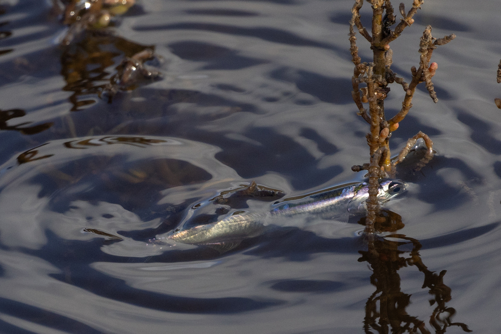 Northern Anchovy from Solana Beach, CA, USA on January 23, 2024 at 04: ...