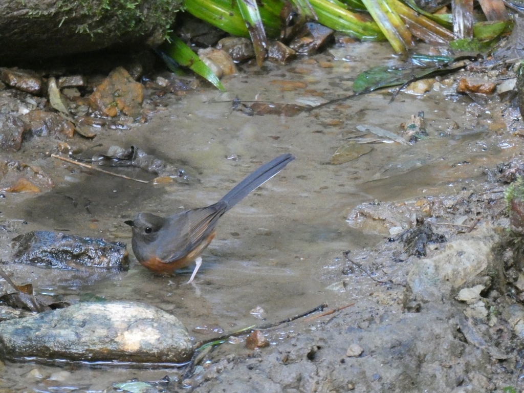 White-rumped Shama from Dosdewa Forest Trail, Dosdewa Khasi Village ...