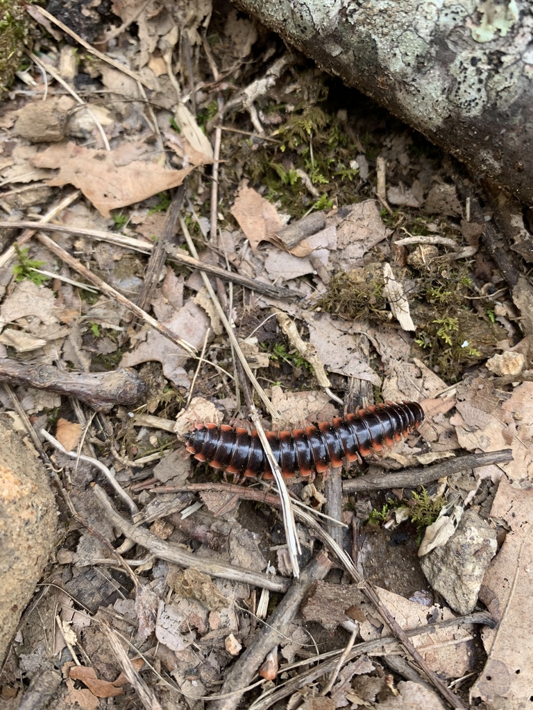 Nannaria from Vogel State Park, Blairsville, GA, US on April 13, 2019 ...