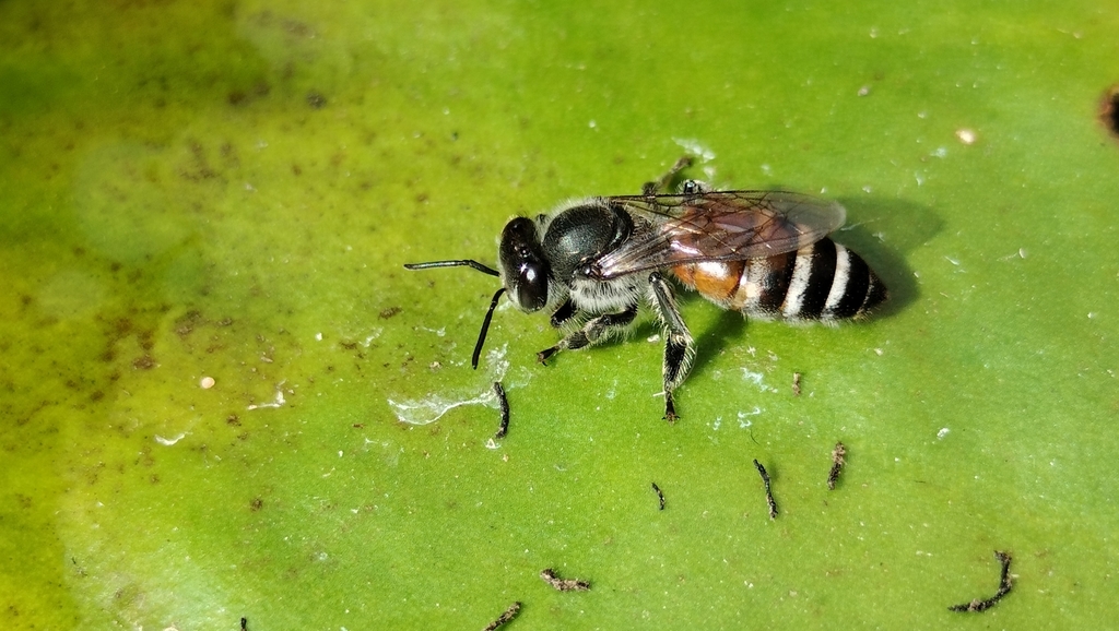 Red Dwarf Honey Bee from ศรีถ้อย อำเภอ แม่ใจ พะเยา 56130 ประเทศไทย on ...