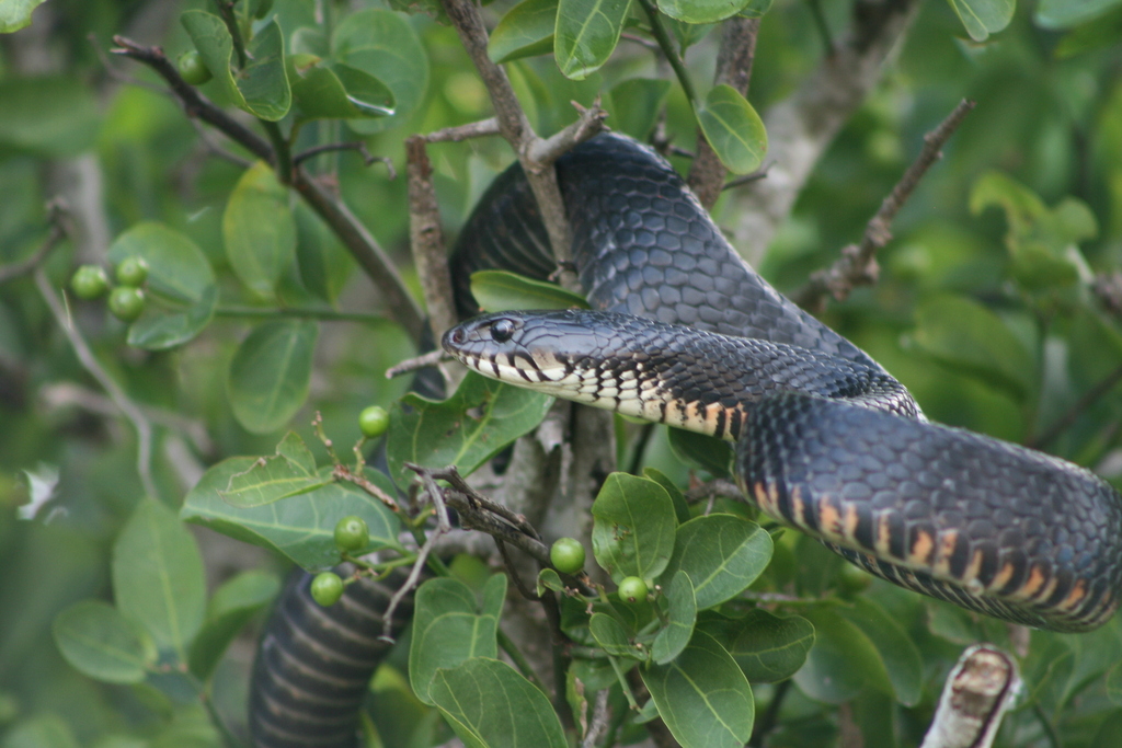 Central American Indigo Snake from Mazatlán, Sin., México on September ...