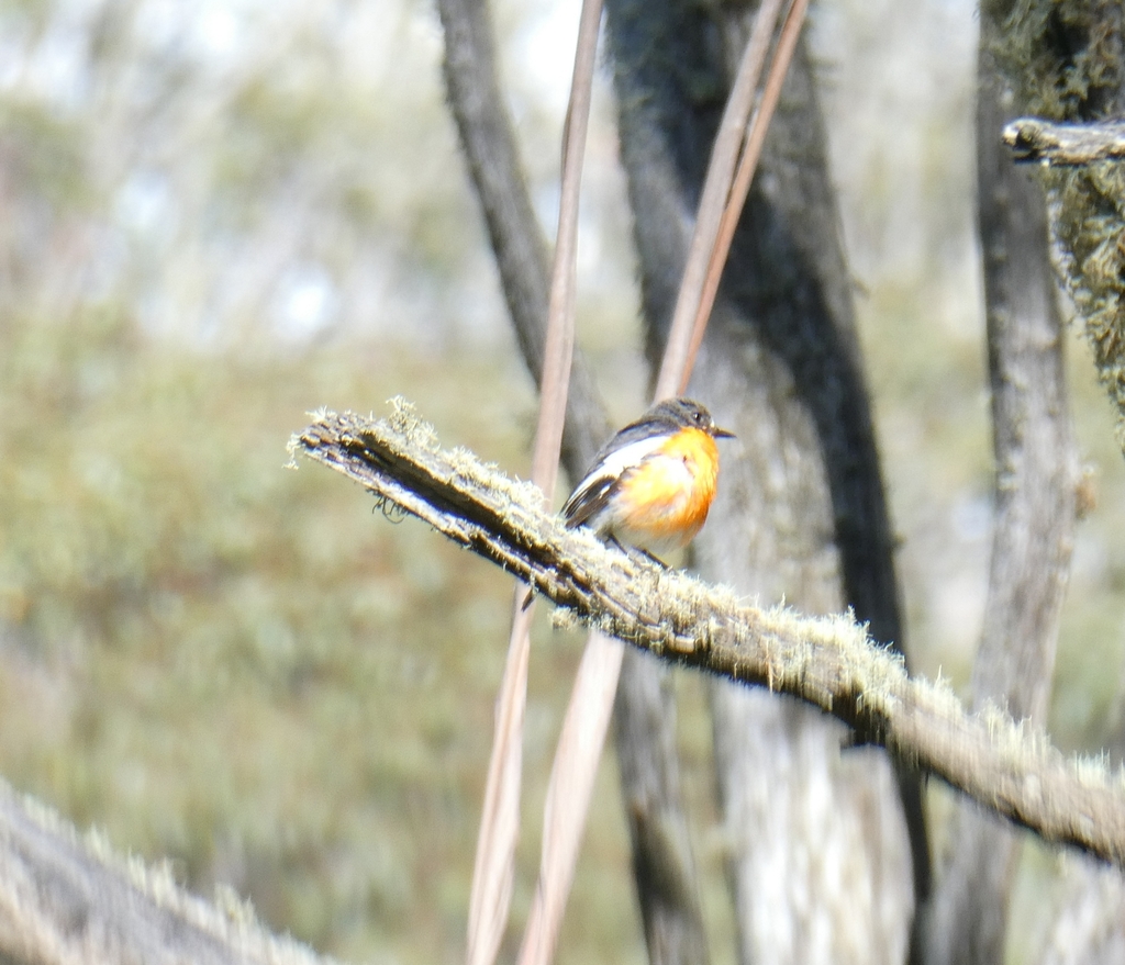 Flame Robin from Dargo VIC 3862, Australia on January 23, 2024 at 09:37 ...