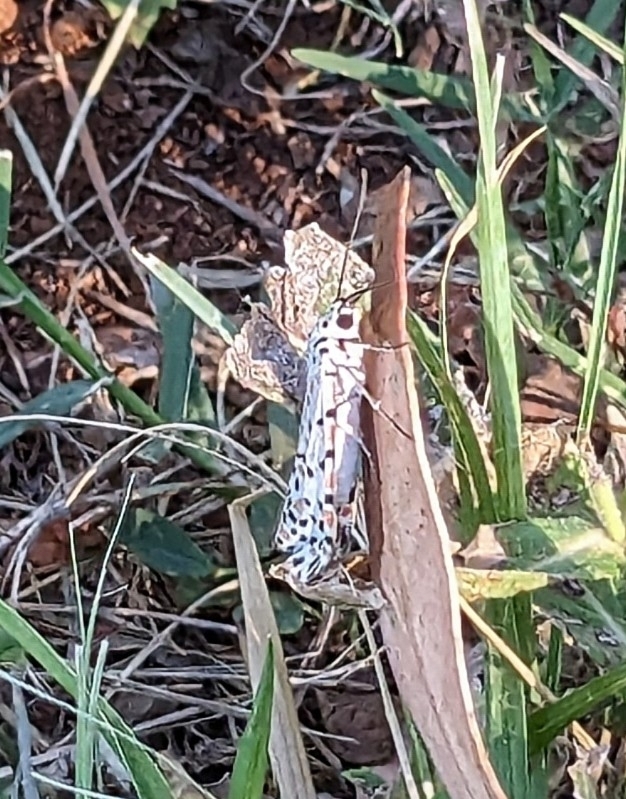 Rattlepod Moths from Elsmore NSW 2360, Australia on January 24, 2024 at ...