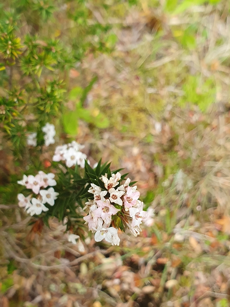 woolly-style heath from Ringarooma TAS 7263, Australia on January 24 ...