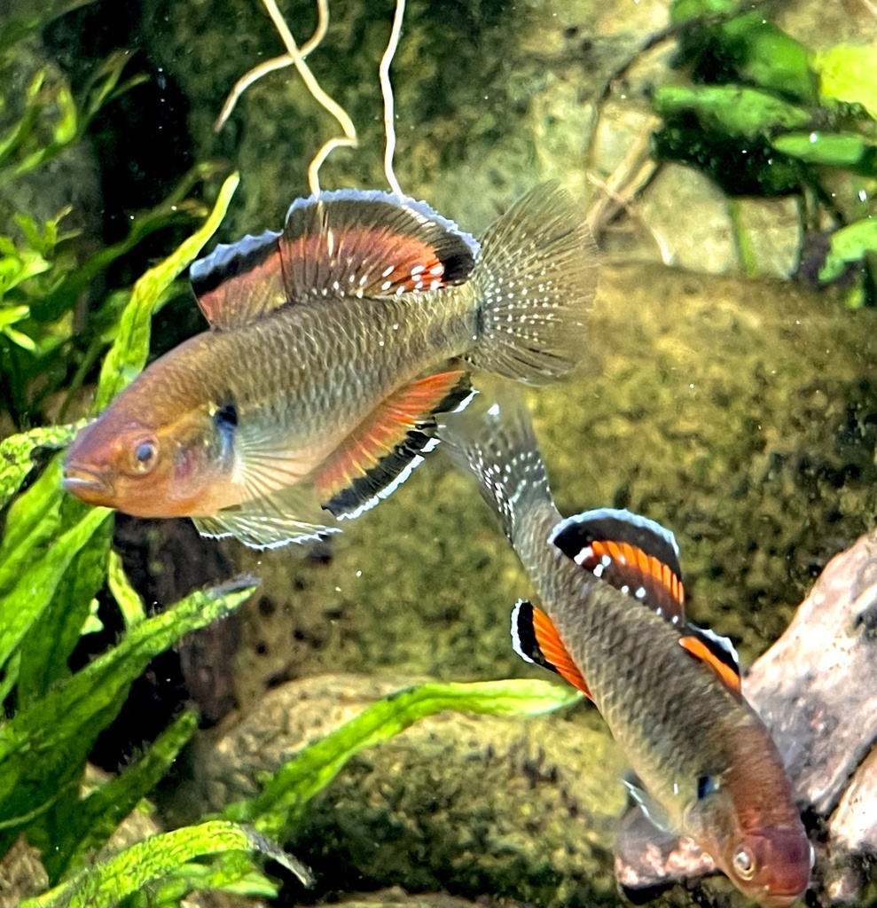 Empire Gudgeon from Brisbane River, Chuwar, QLD, AU on January 24, 2024 ...
