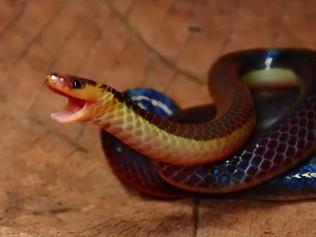Pink-headed Reed Snake from Bukit Bendera Cable Car Station, 11500 ...