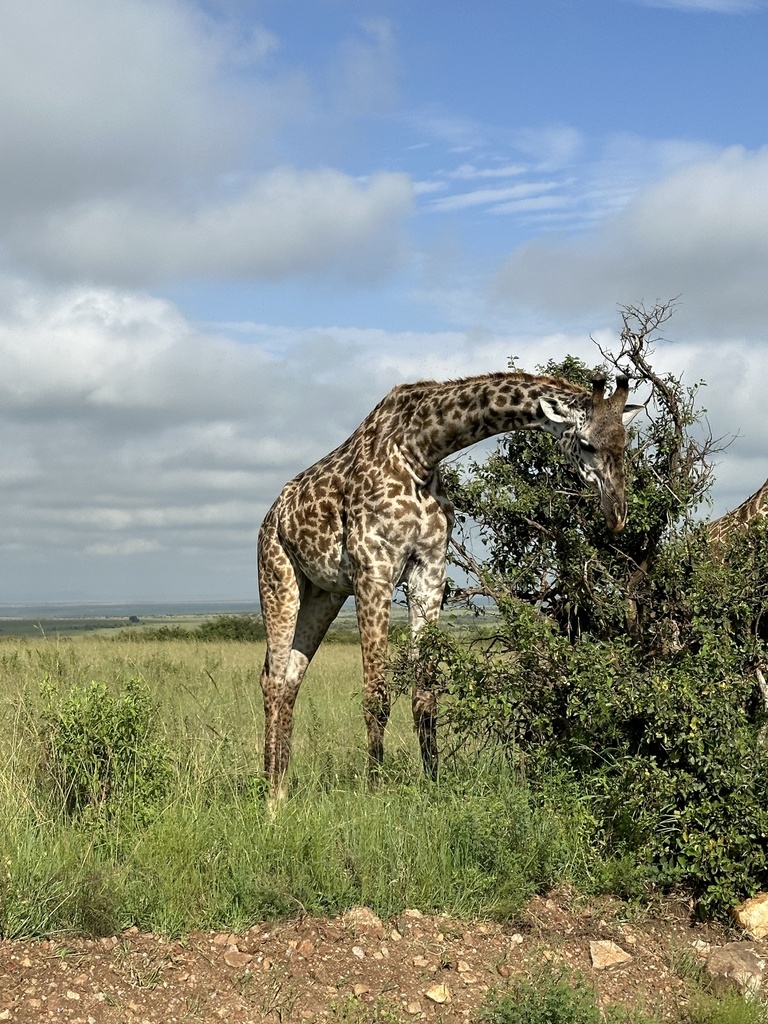 Maasai Giraffe in January 2024 by Beth Redmond-Jones · iNaturalist