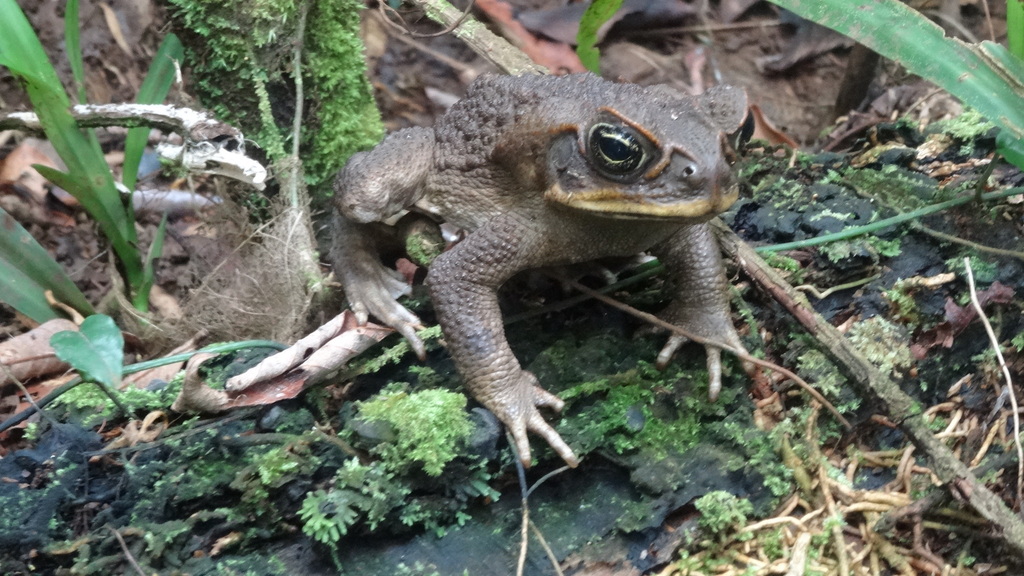 Cane Toad from Cakaudrove, Fiji on November 17, 2014 at 12:41 PM by ...