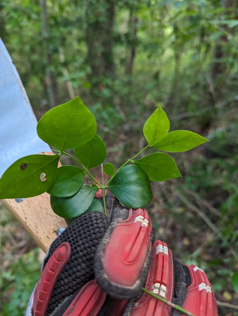 conkerberry from Mount Mellum QLD 4550, Australia on January 24, 2024 ...