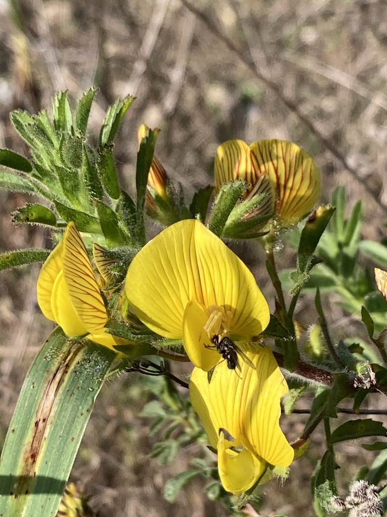 yellow restharrow from Asti, Piemonte, IT on October 10, 2023 at 10:27 ...