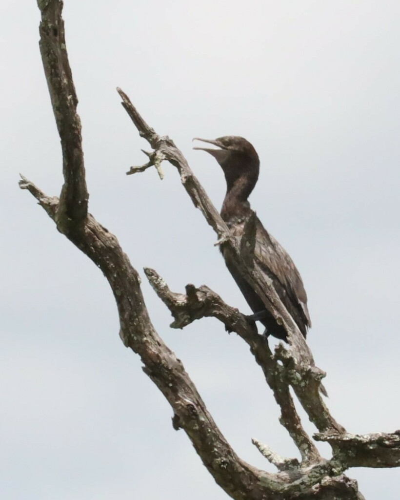 Little Black Cormorant from Ashwell QLD 4340, Australia on January 20 ...