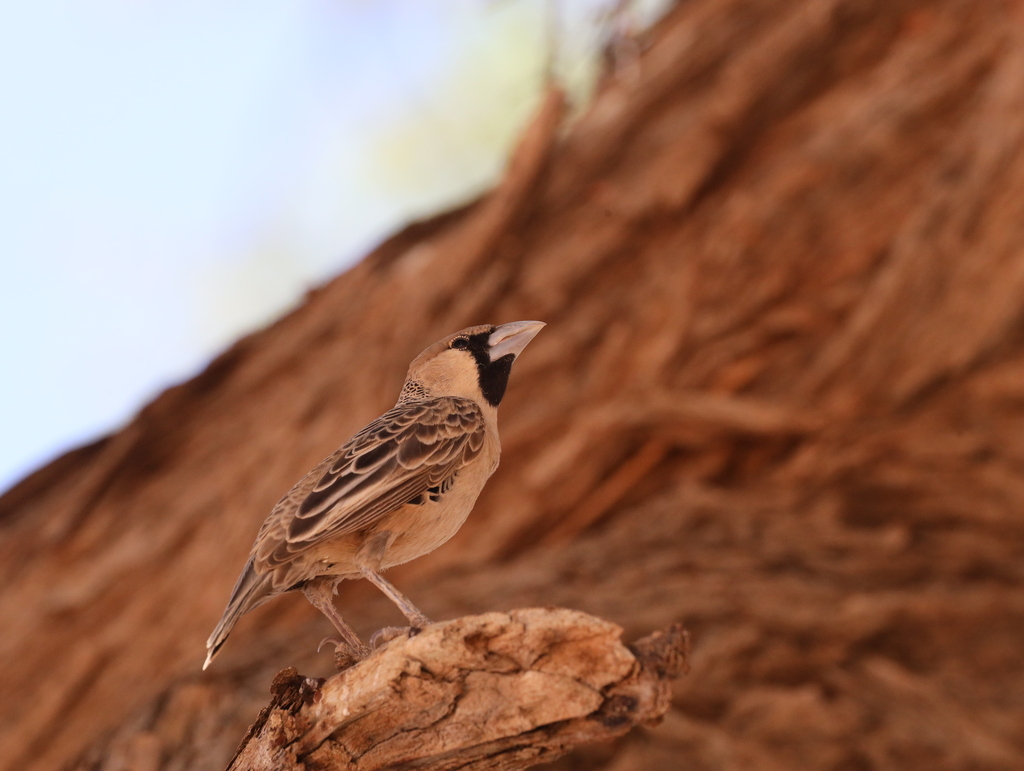 Sociable Weaver from Sesriem, Namibia on December 4, 2023 at 07:26 PM ...