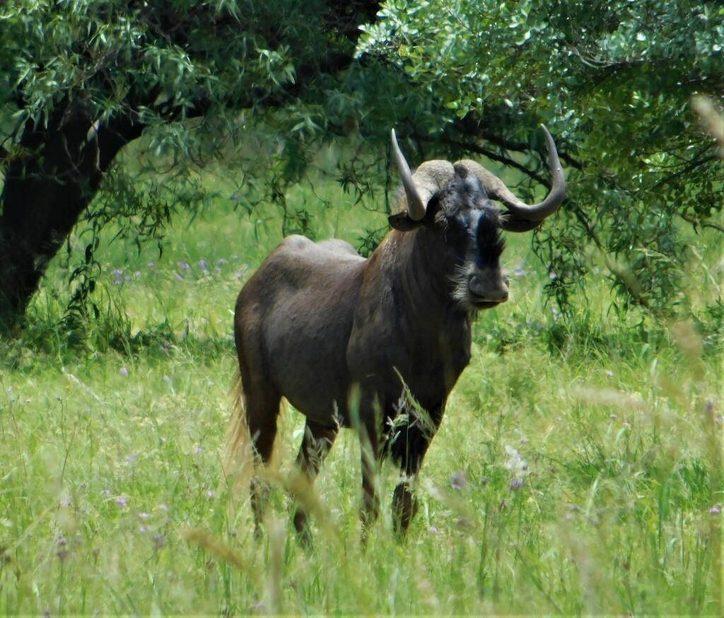 Black Wildebeest from Groenkloof 358-Jr, Pretoria, 0027, South Africa ...