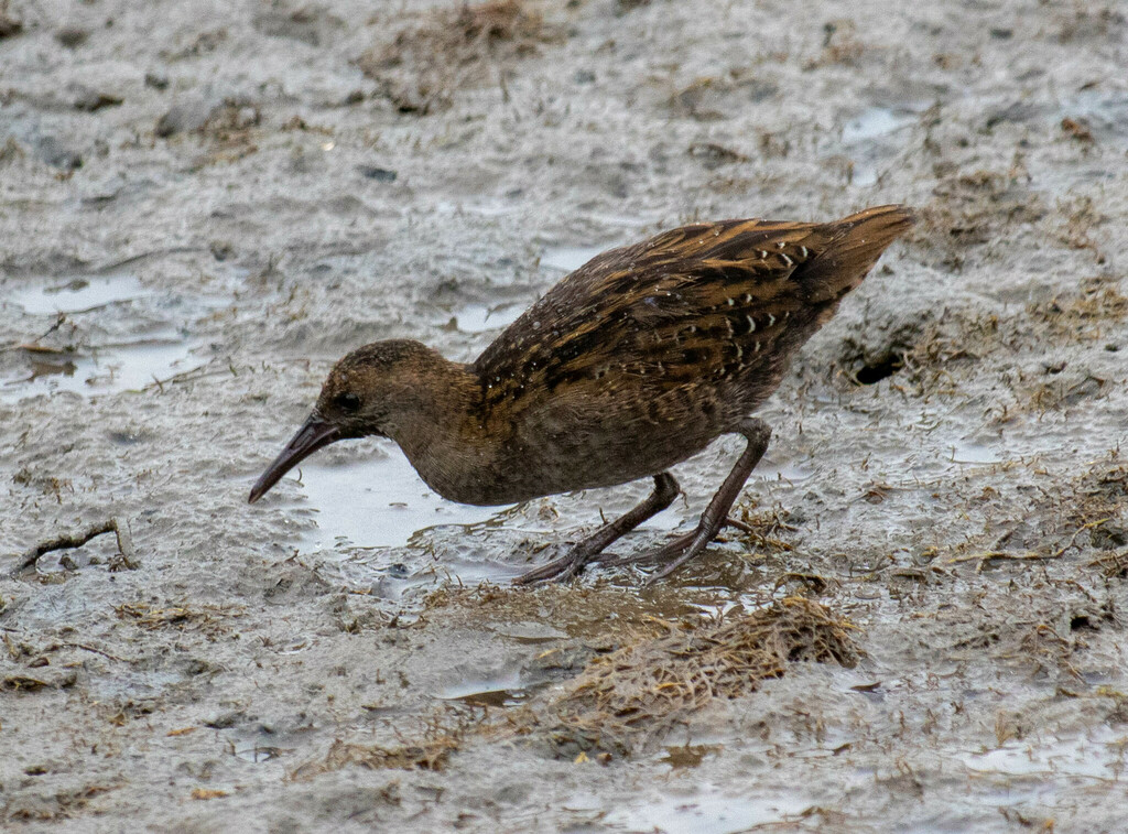 Lewin's Rail from Hobart TAS, Australia on January 23, 2024 at 02:18 PM ...