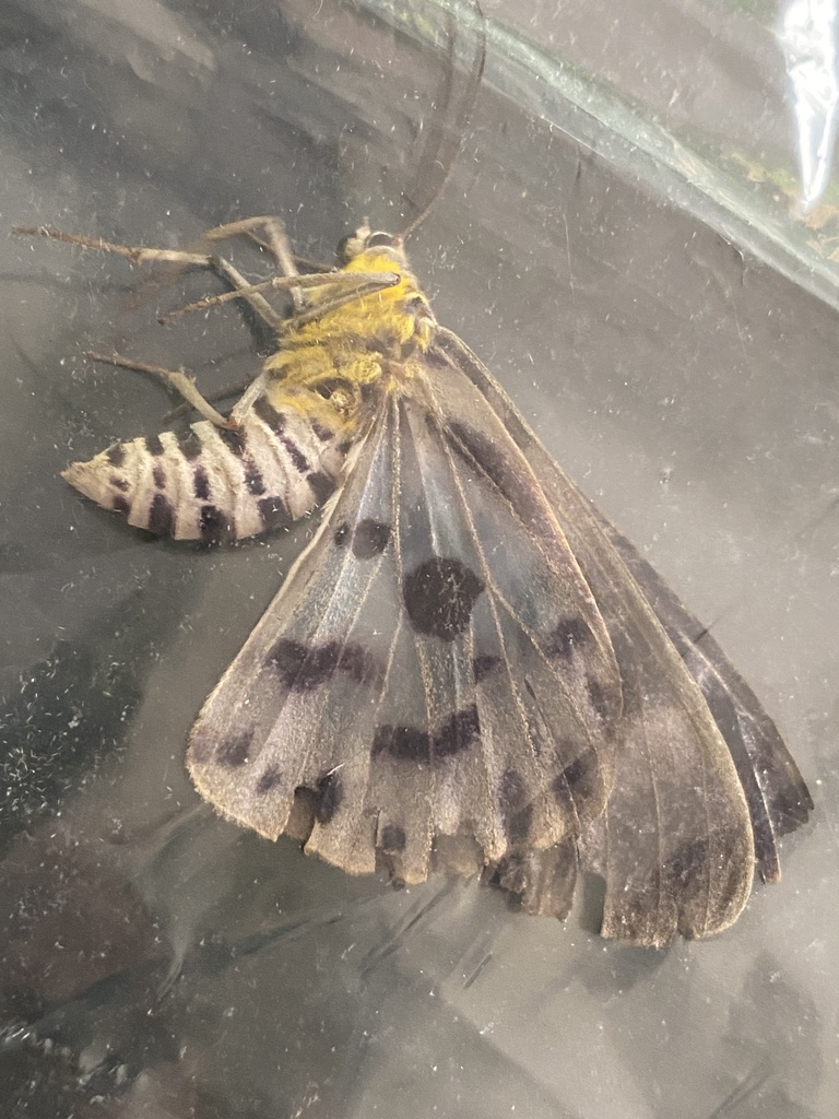 Blue Tiger Moth from Perinthalmanna, Malappuram, KL, IN on 24 January ...