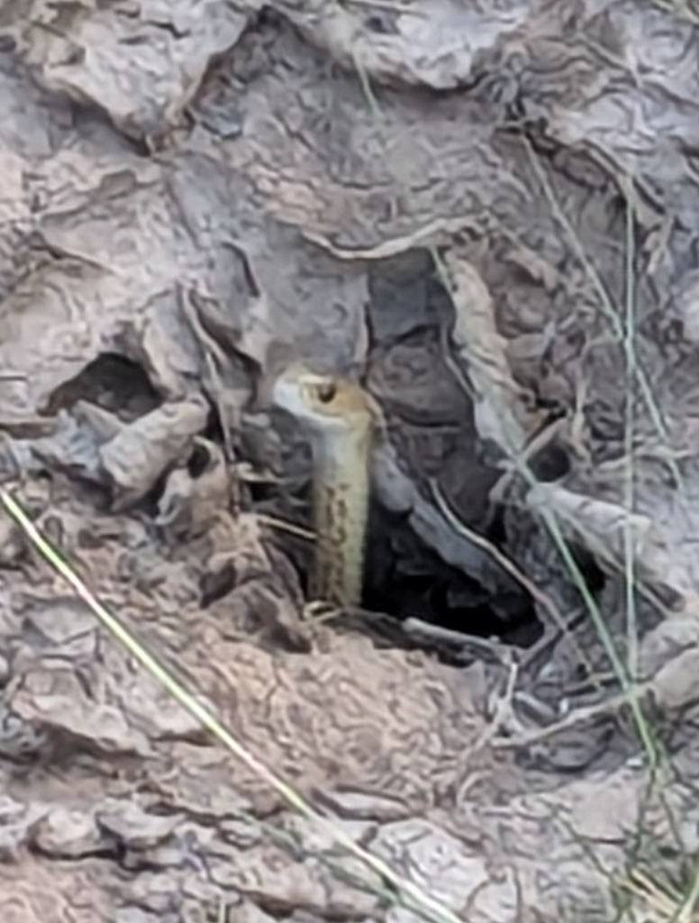 Eastern Brown Snake from The Gums QLD 4406, Australia on January 24 ...